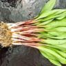 RAMP IT UP!! Best Ways to Eat Ramps - A Unique West Virginia Delicacy ...