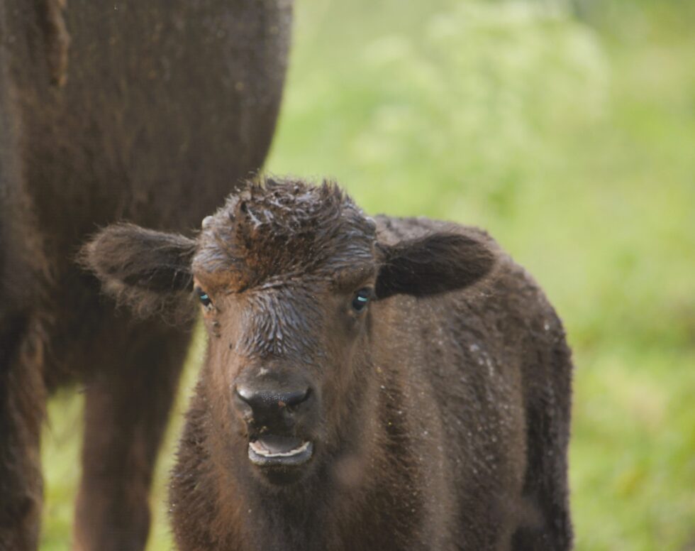 2 Daring Buffalo Gals Out In the Blue Ridge Mountains - Recipes Travel ...