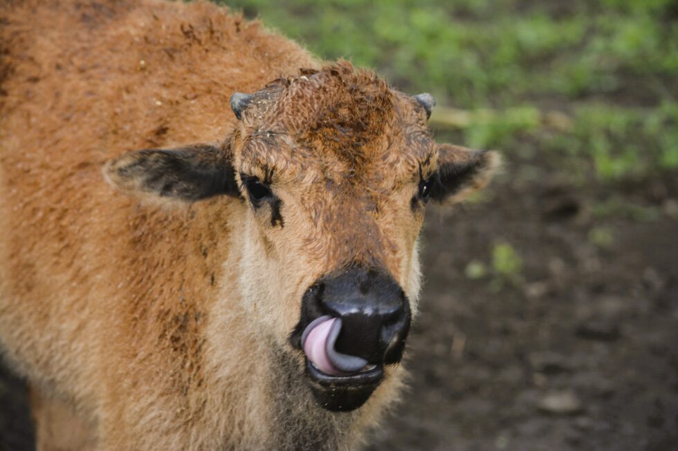 2 Daring Buffalo Gals Out In the Blue Ridge Mountains - Recipes Travel ...